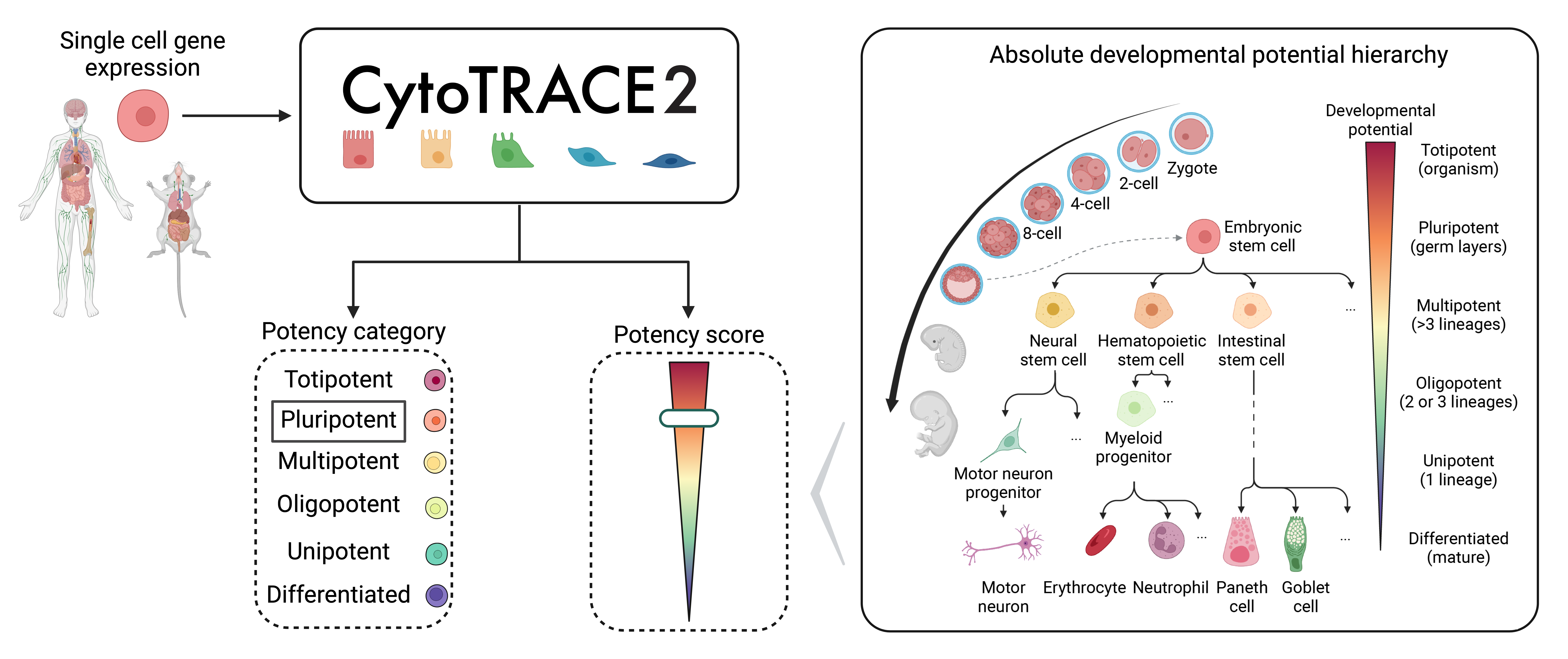 cytotrace2-py · PyPI