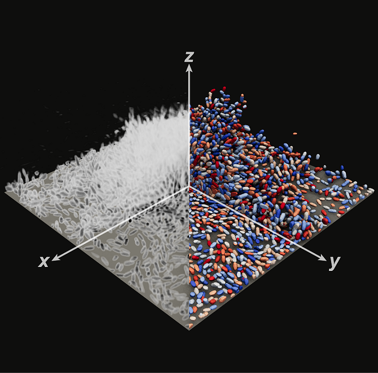 merge-stardist-masks · PyPI