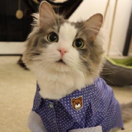 deepctr-torch · PyPI